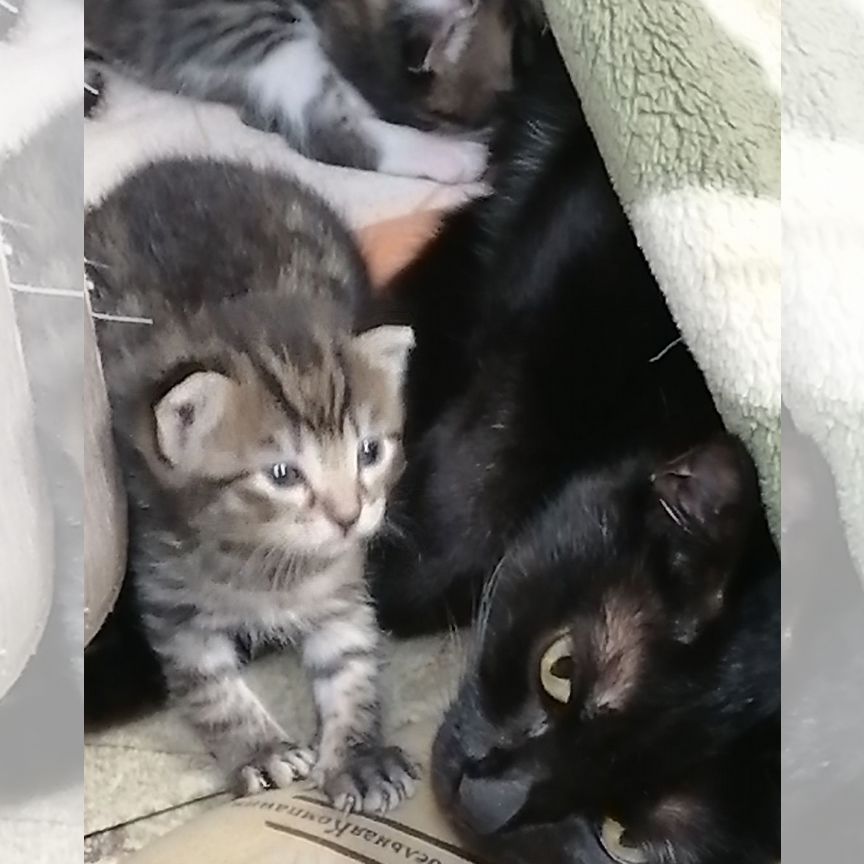 Отдам бесплатно в добрые руки