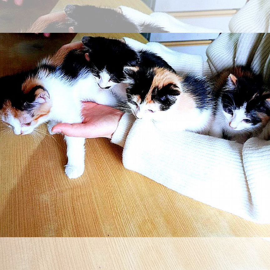 Котёнок в добрые руки