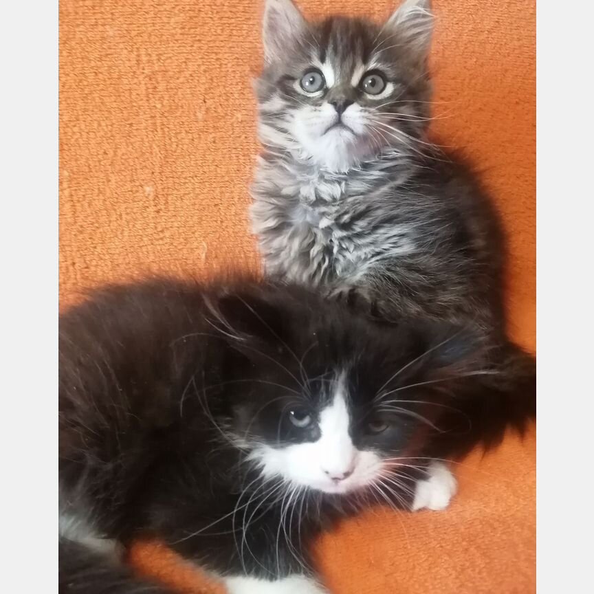 Сибирские котики