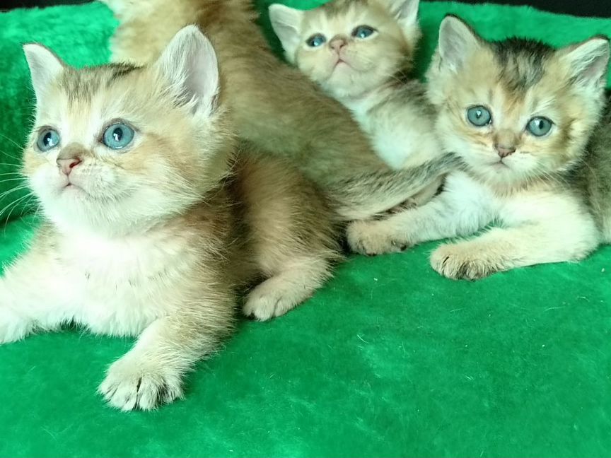 Сладкие малыши NY 25