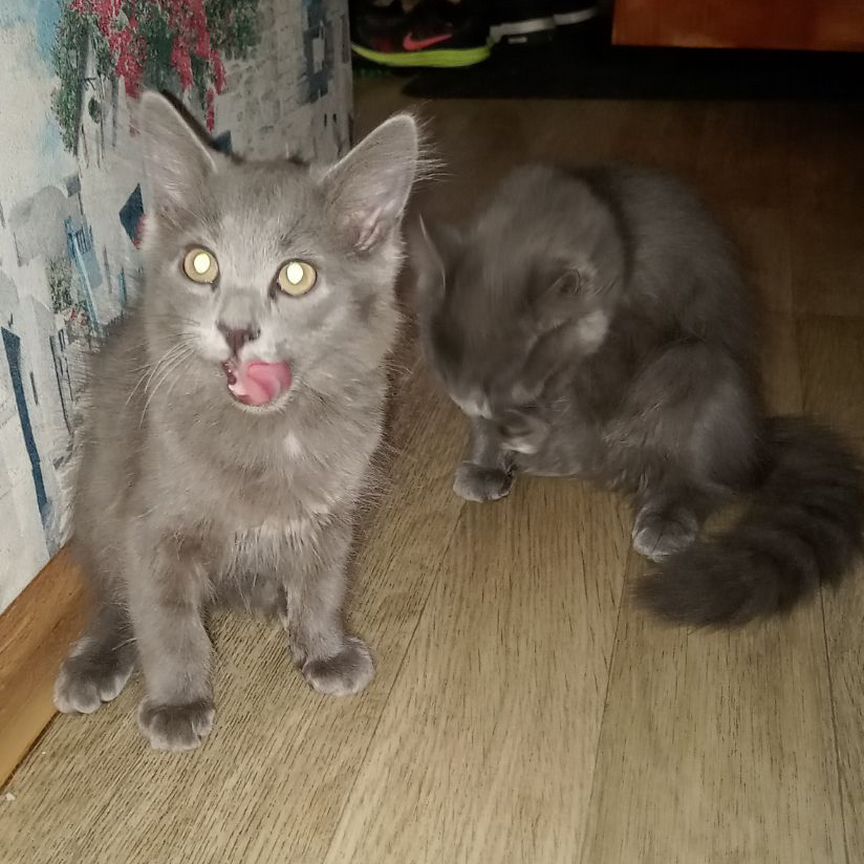 Котик