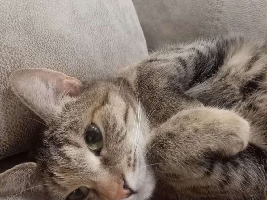 Кошки в добрые руки