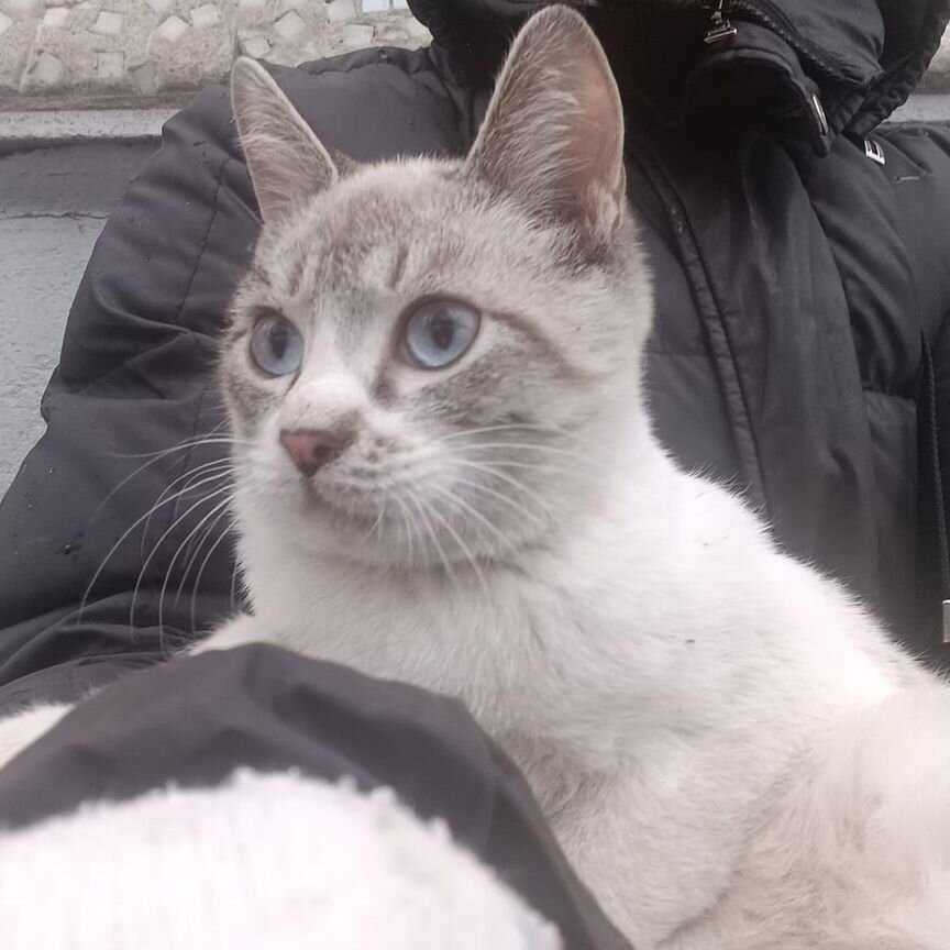 Котик в дар