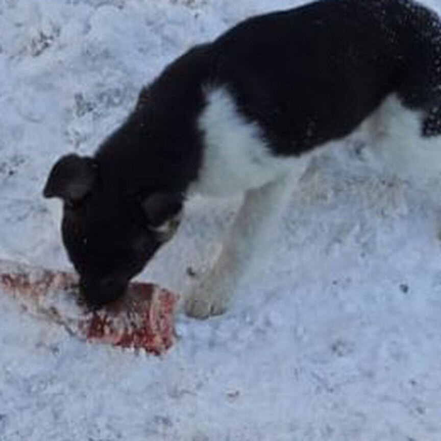 Щенок в добрые руки