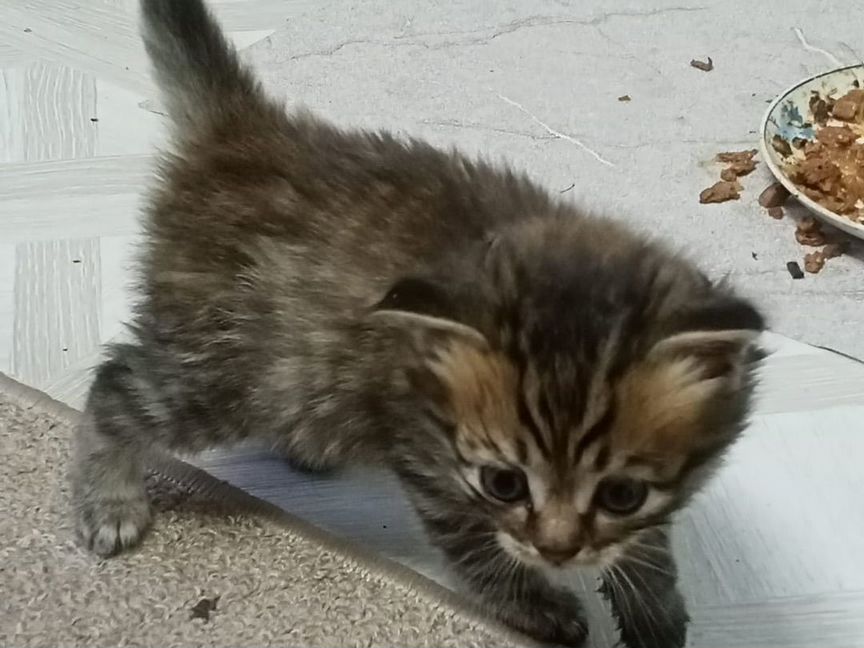 Отдам котят в добрые руки