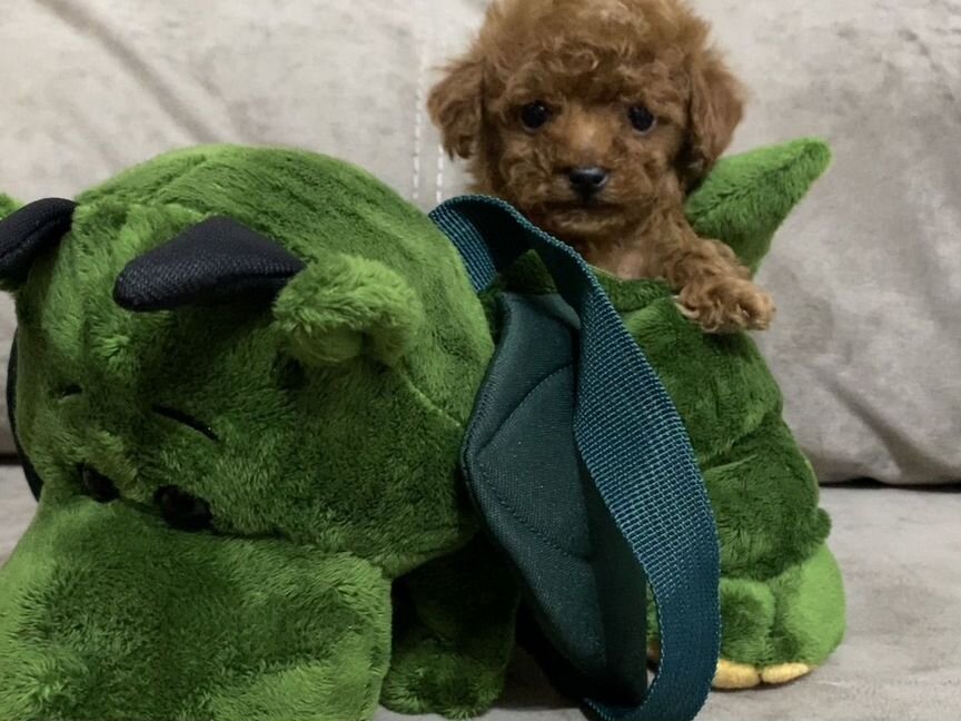 Той пудельки