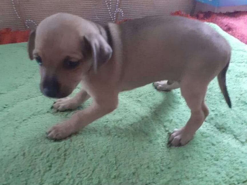 Мини той-терьер щенки