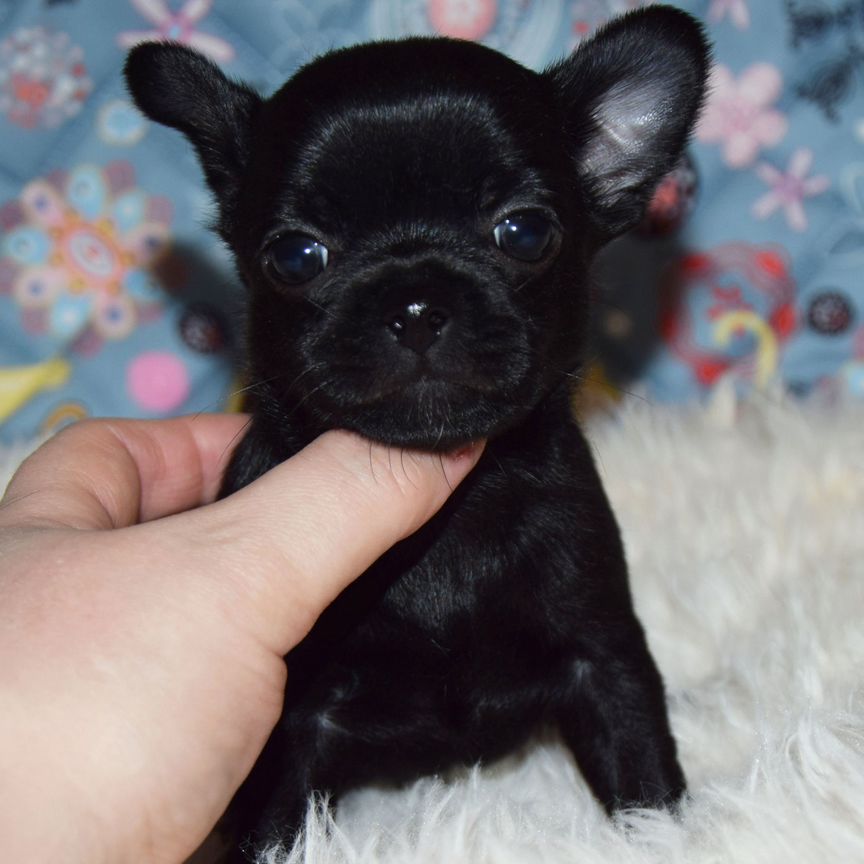 Чисто черный мальчик чихуахуа