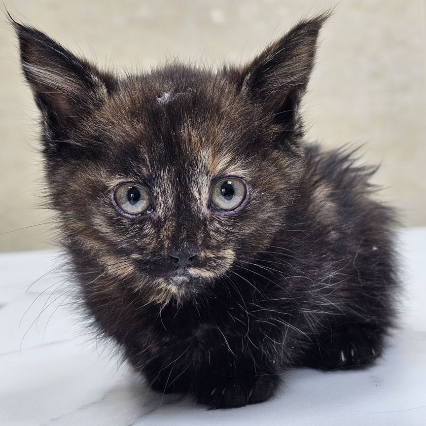 Котёнок Эйва 2 мес.в квартиру, привезём