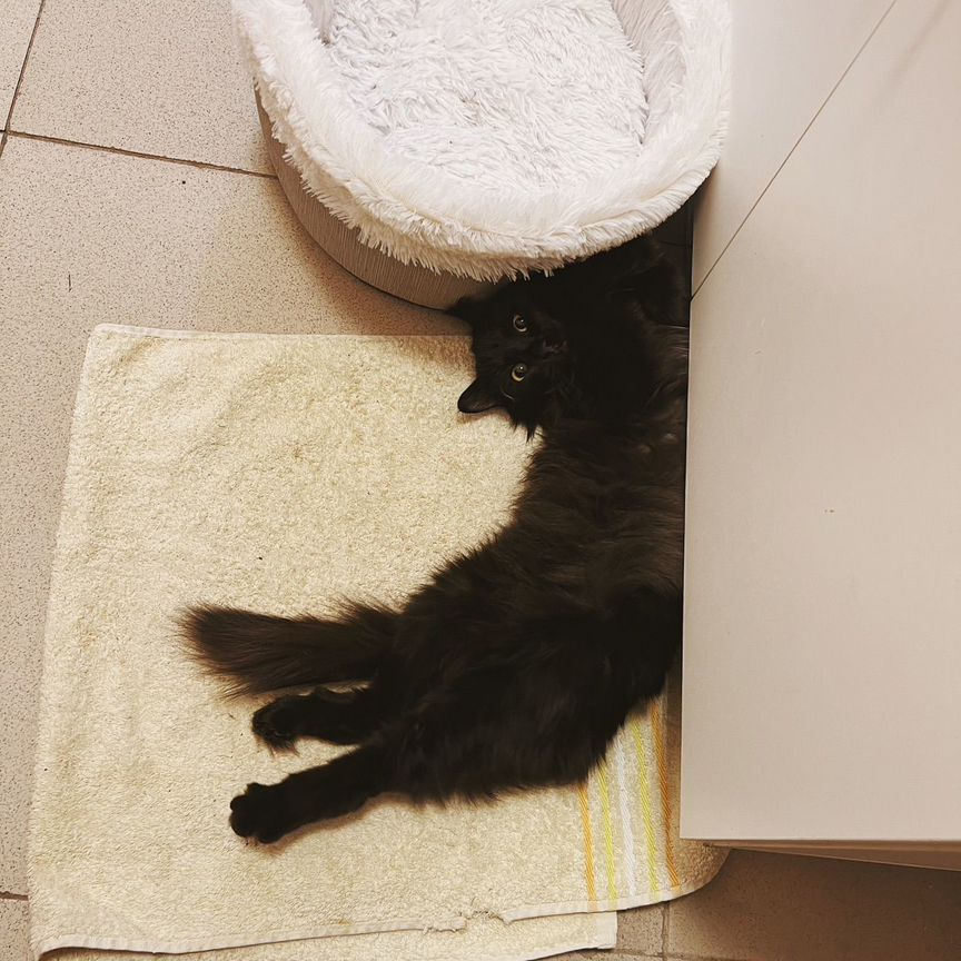 Оливия ищет дом