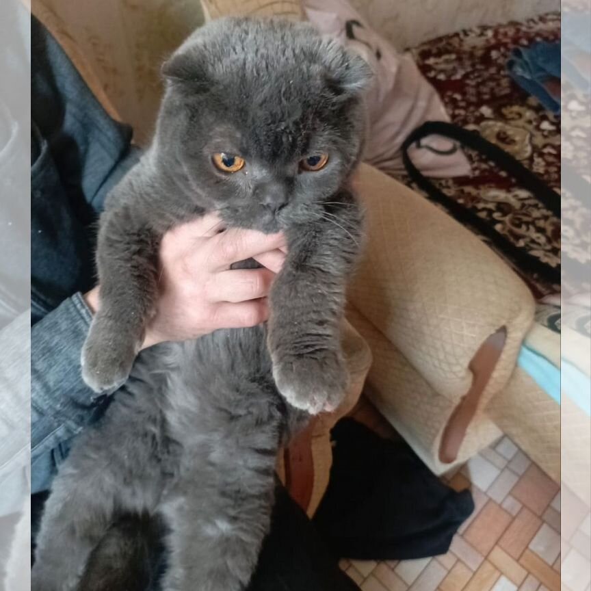 Британский короткошёрстный кот, взрослый