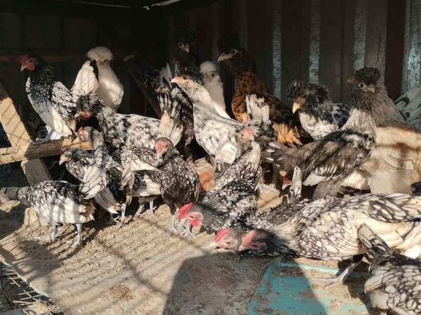 Куры, петухи