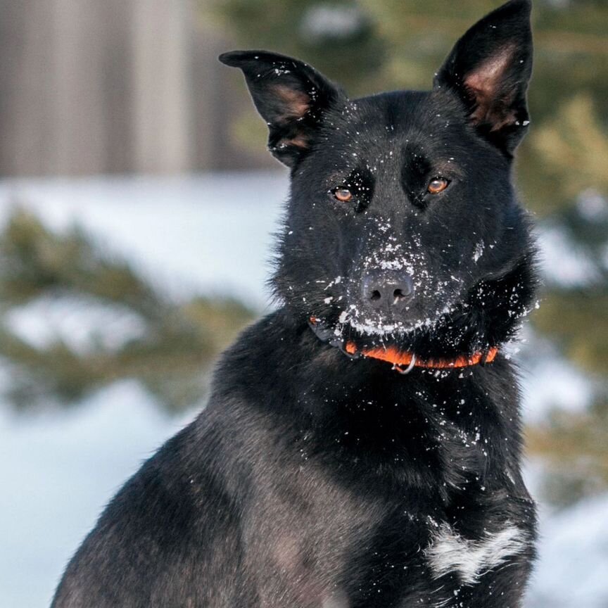 Взрослая собака в добрые руки