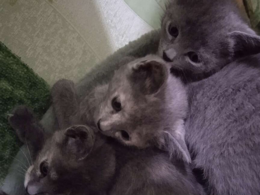 Котята русская голубая