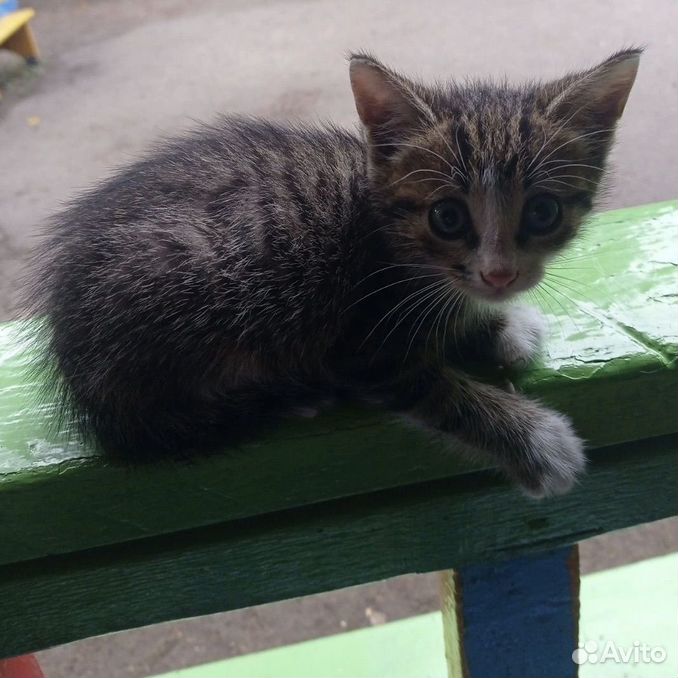 Полосатик ищет дом