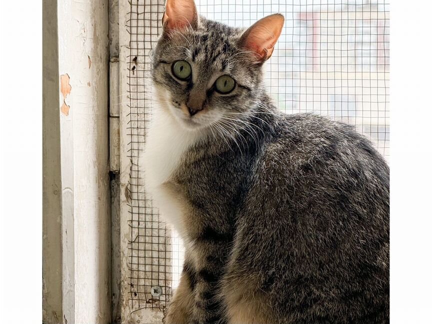 Кошка девочка молодая