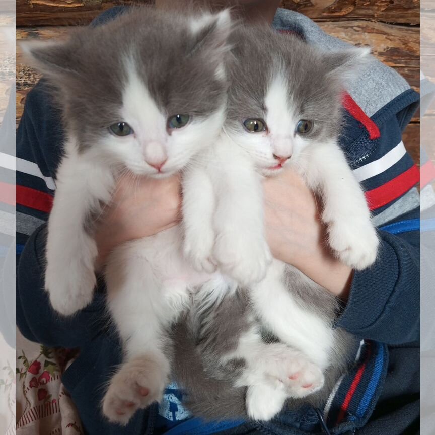 Отдам котят (привезу)