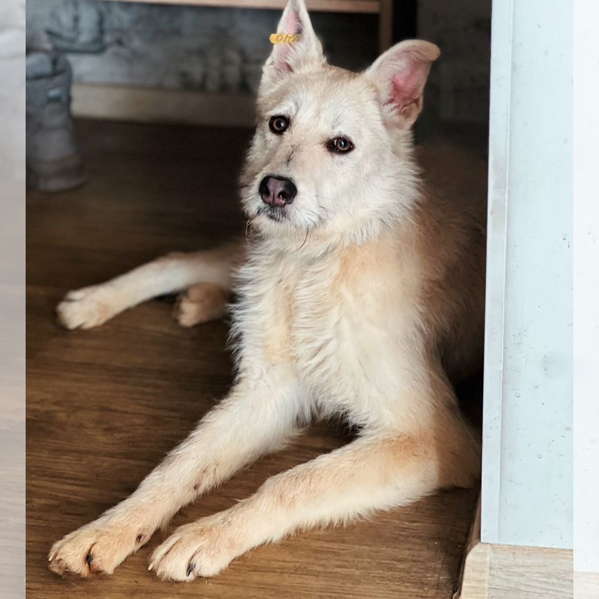 Взрослая собака в добрые руки