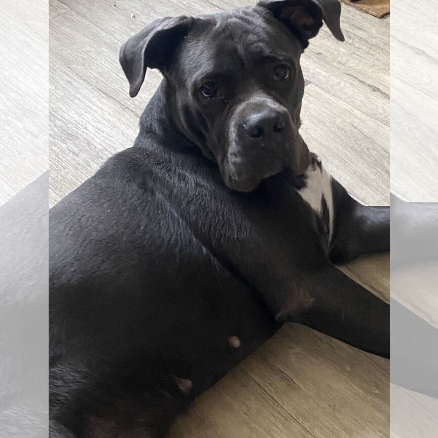 Кане-корсо, взрослая собака