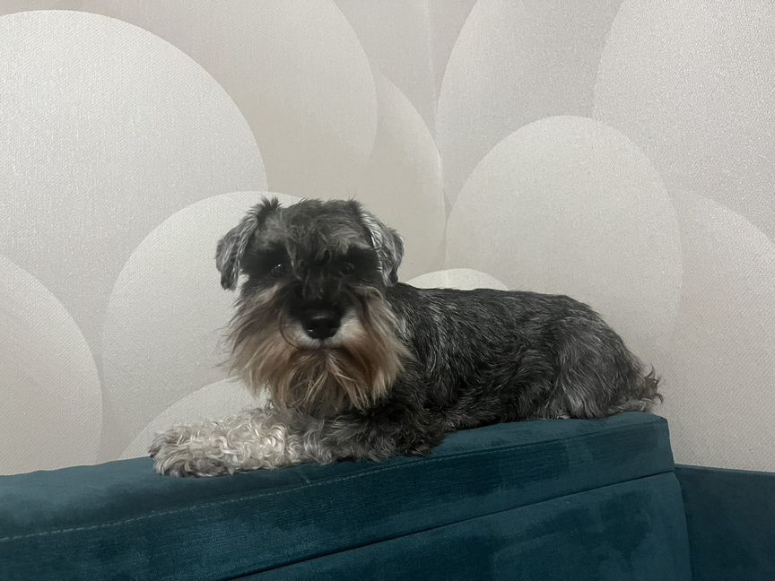 Цвергшнауцер