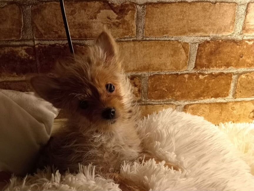 Щенок Йоркошпица