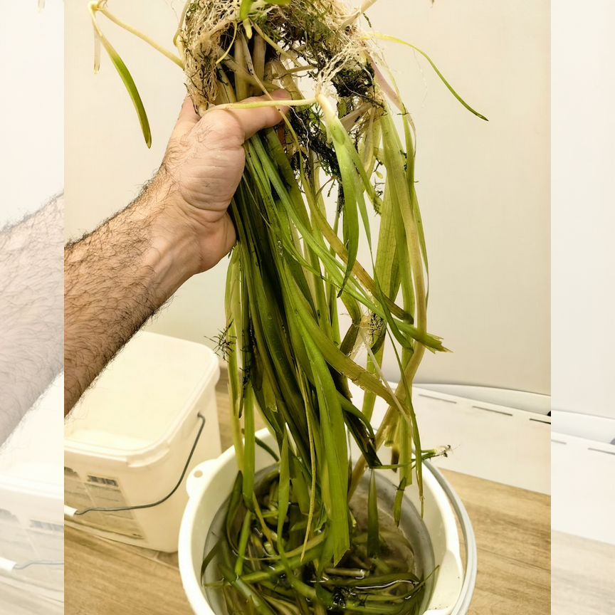 Валлиснения Гигантская