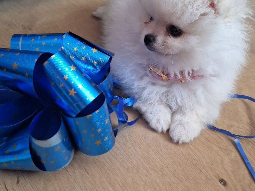 Продам Шпица мимимишка
