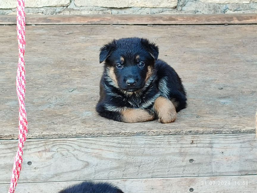 Щенки немецкой овчарки