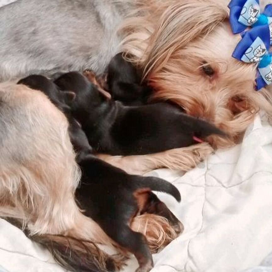 Йоркширский терьер щенки девочки