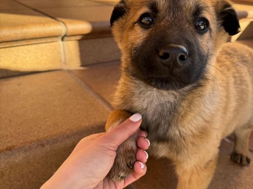 Щенок девочка в добрые руки бесплатно