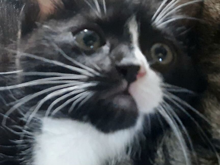 Кот