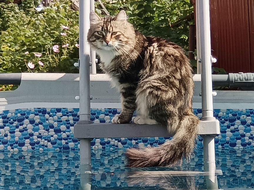 Сибирский мраморный котик