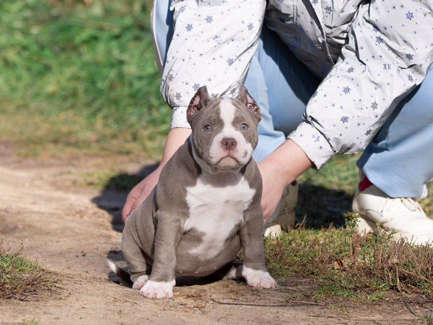 Щенки булли покет и экзот