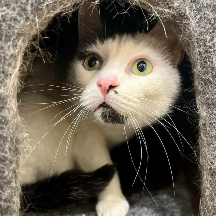 Взрослая, кошка в добрые руки