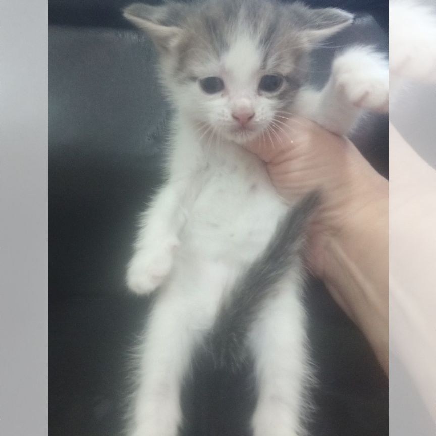 Котятки в добрые руки