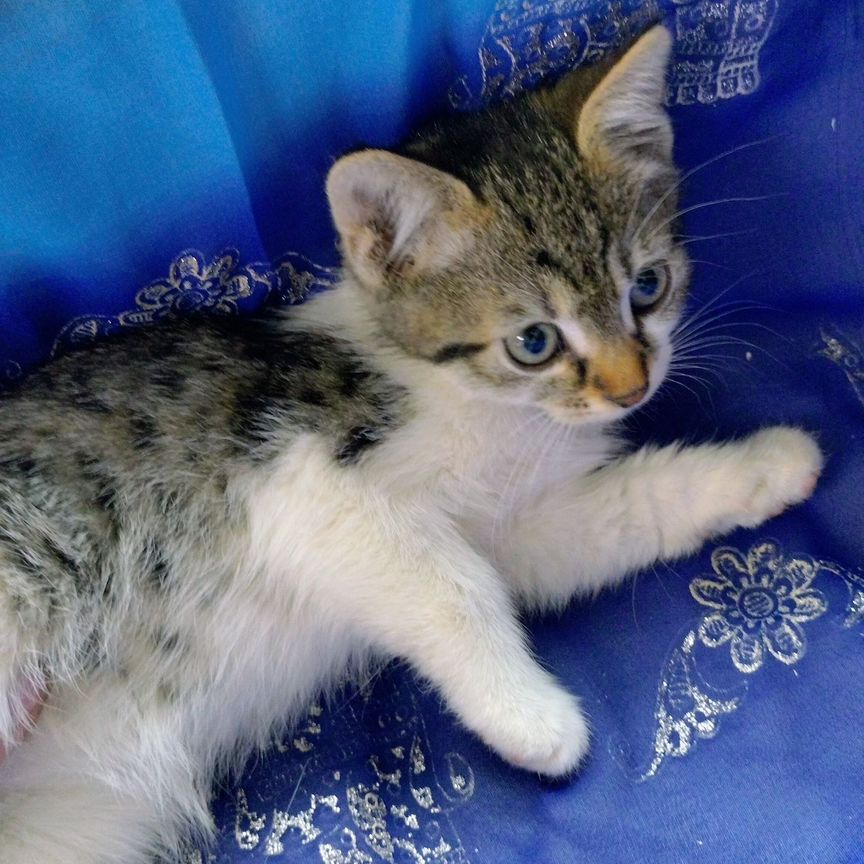 Котёнок в добрые руки