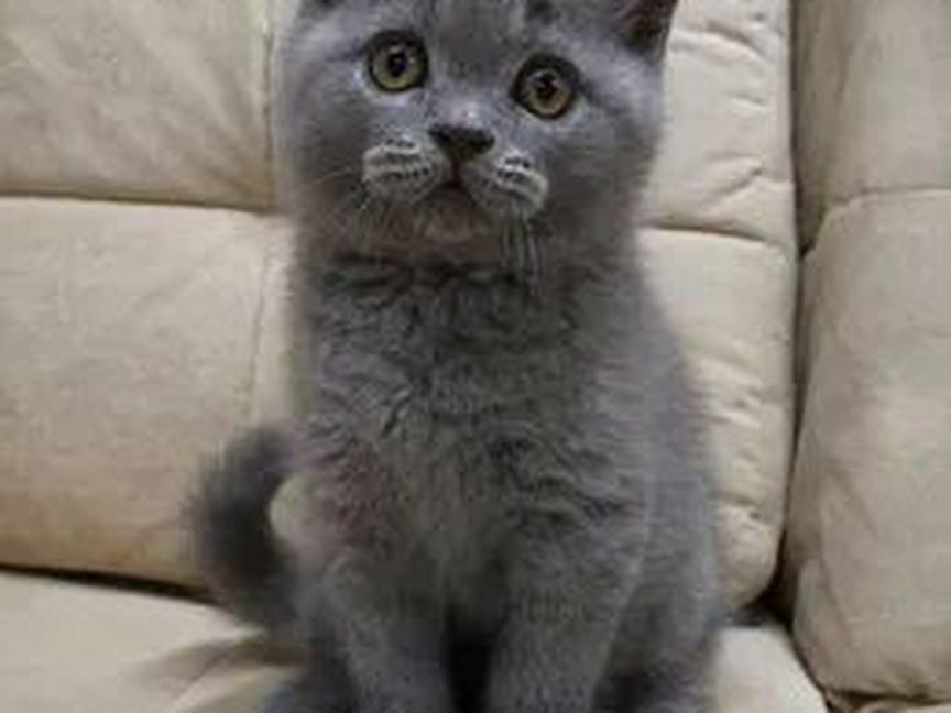 Ласковые британчики