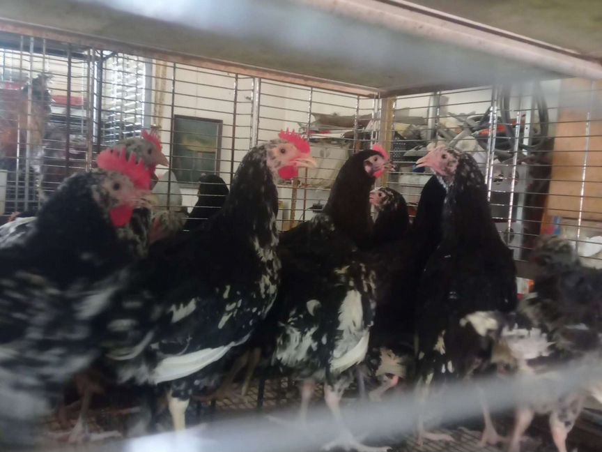 Цыплята черно-пестрый австролорп