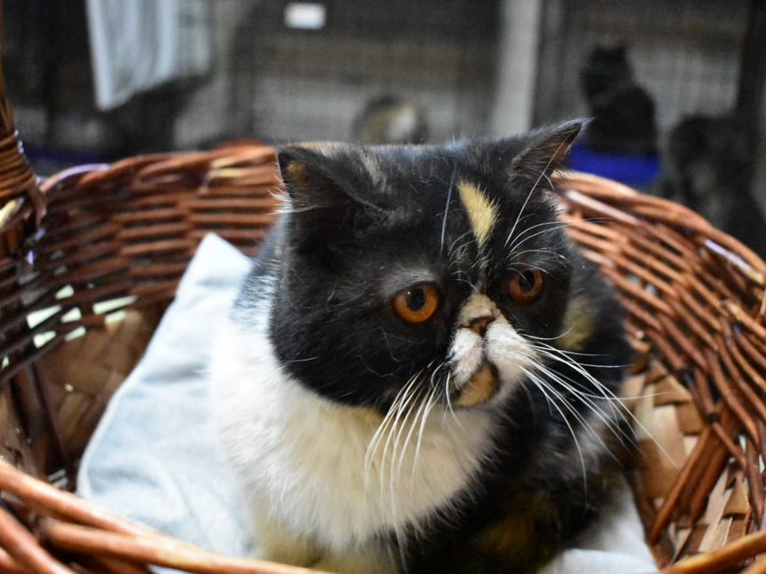 Экзотическая