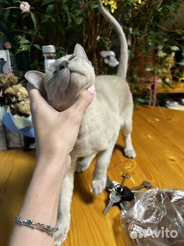 Бурманский котенок