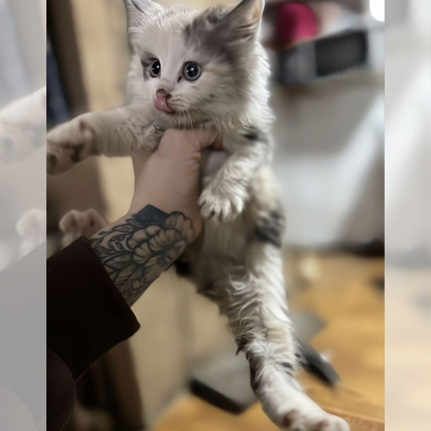 Котёнок в добрые руки