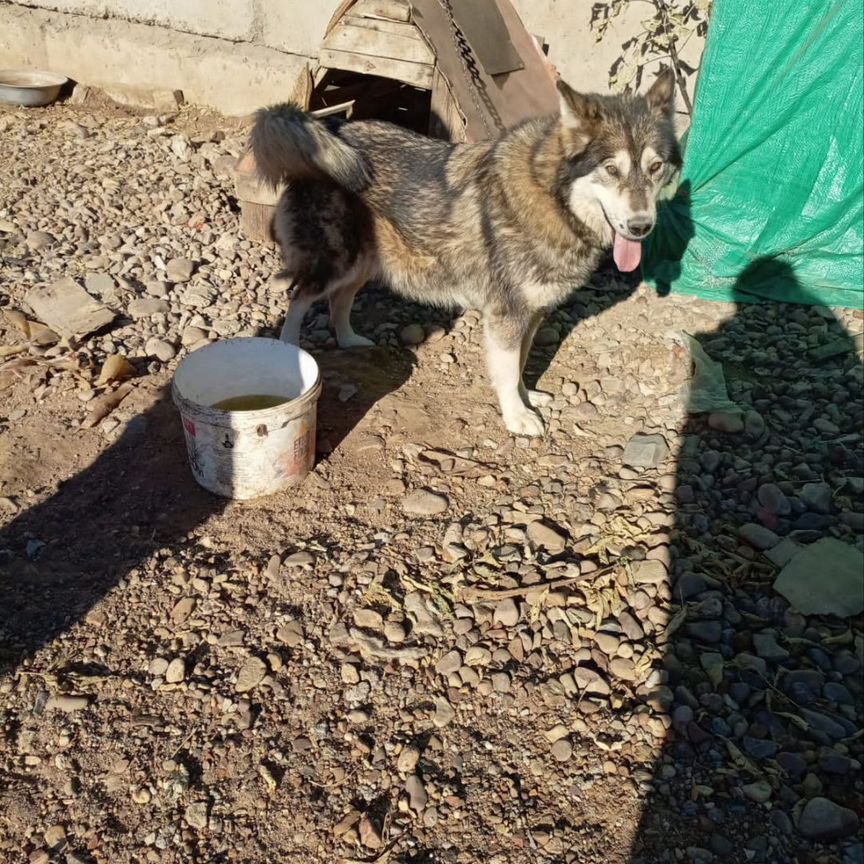 Маламут помесь в добрые руки