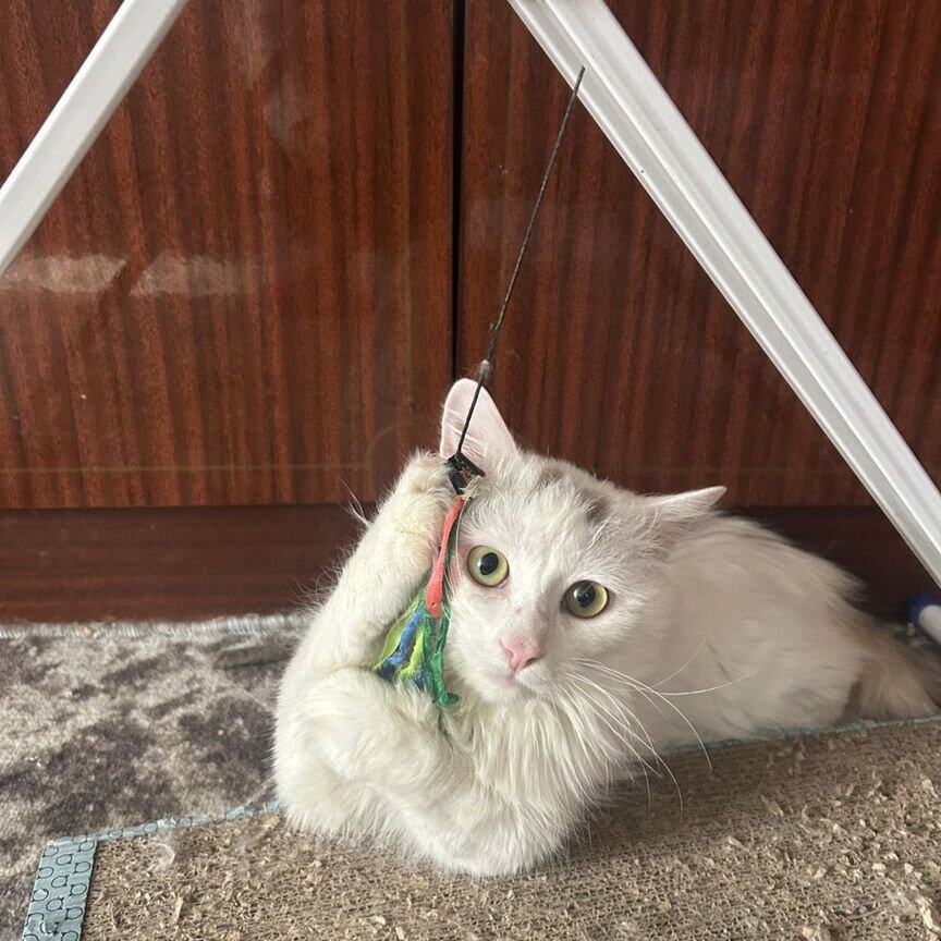 Котик 6 месяцев, чистоплотный, мурлыка