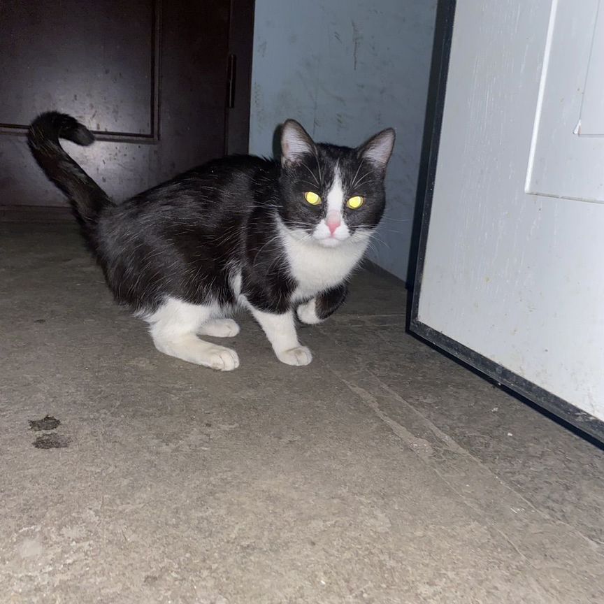Котенок