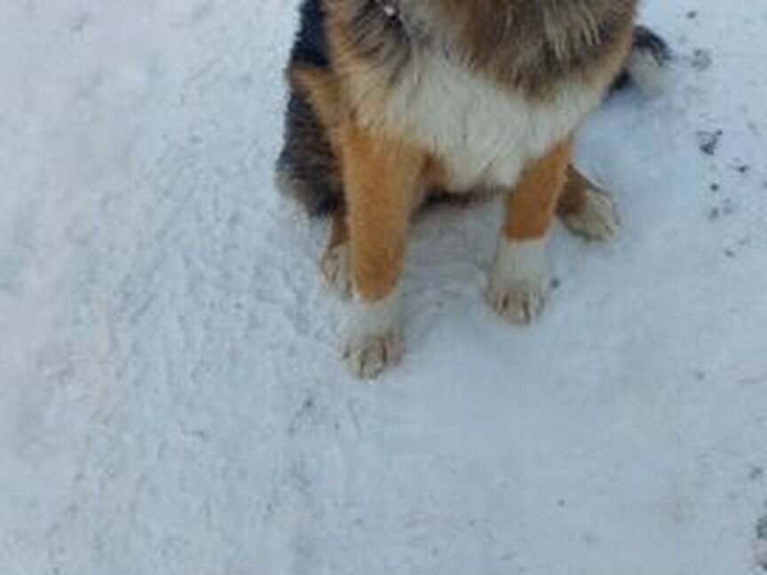 Щенки в добрые руки