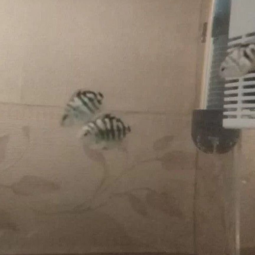 Отдам рыбок сапфировый попугай