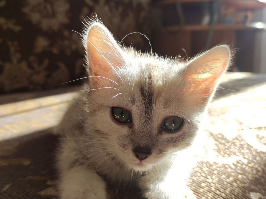 Шотландская прямоухая