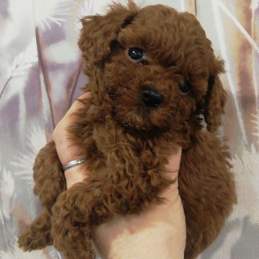 Карликовый пудель, щенок