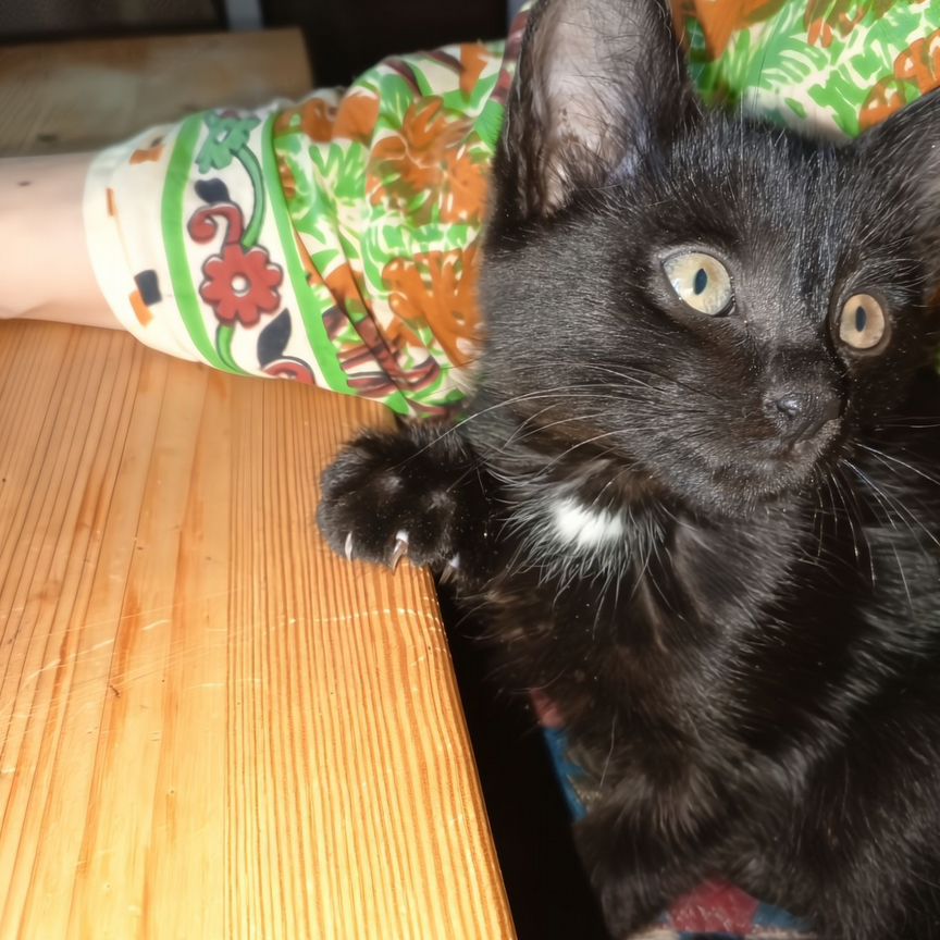 Котёнок в добрые руки