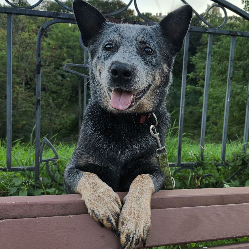 Австралийский хилер, взрослая собака